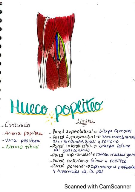 Hueco Poplíteo | Hilemny Luna | uDocz