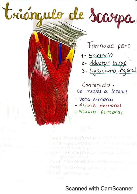 Triángulo de Scarpa | Hilemny Luna | uDocz