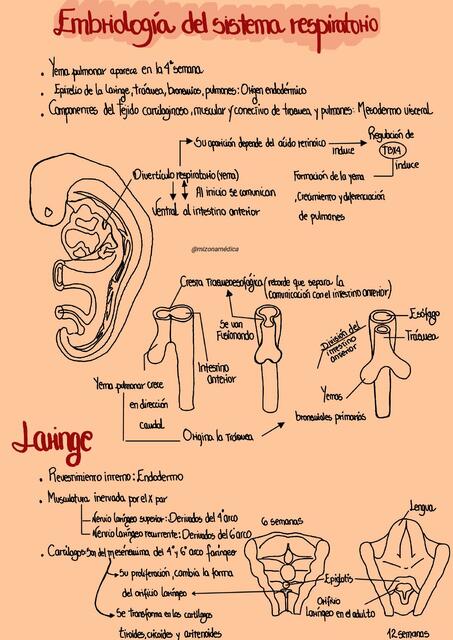 Embriologia del sistema respiratorio | Mizonamédica | uDocz