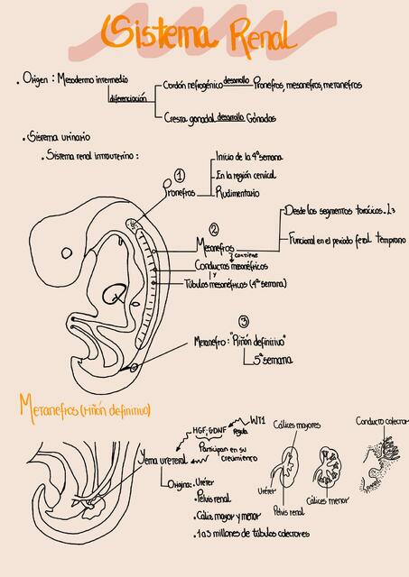 Embriología sistema renal | Mizonamédica | uDocz