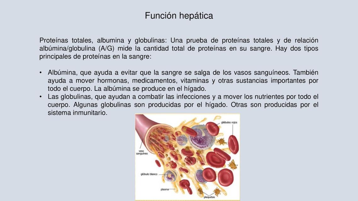 Función hepática | Vango | uDocz