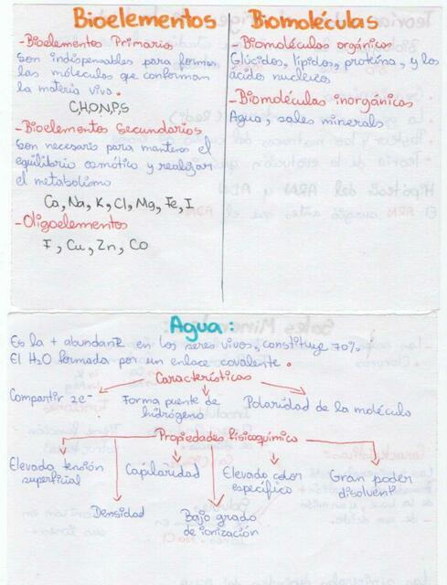 Clasificación de los Bioelementos y Biomoléculas | Liza Stuudio | uDocz