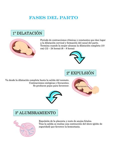 FASES DEL PARTO | Apuntesmed.lu | uDocz