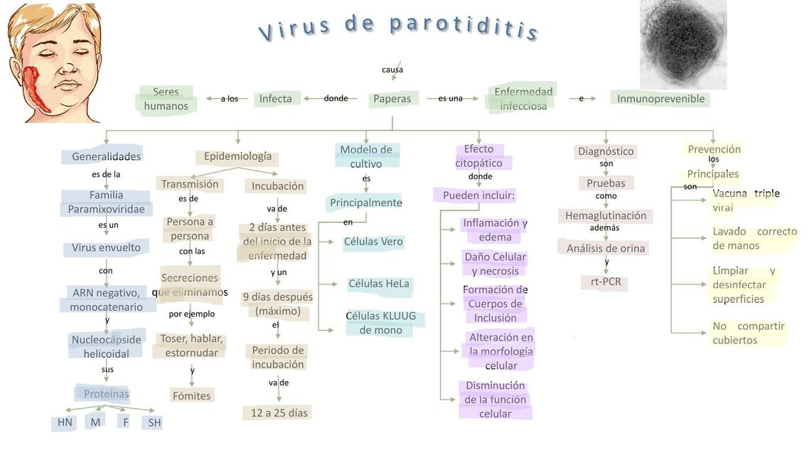Virus de la parotiditis | Ranita Cientifica | uDocz
