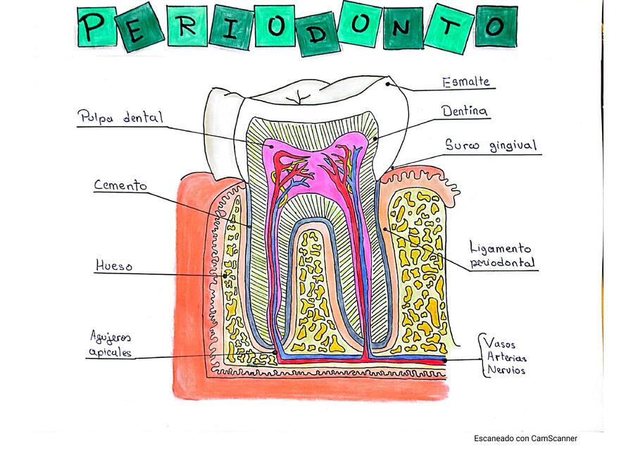 Periodonto y sus partes | Dentalgama.notes | uDocz