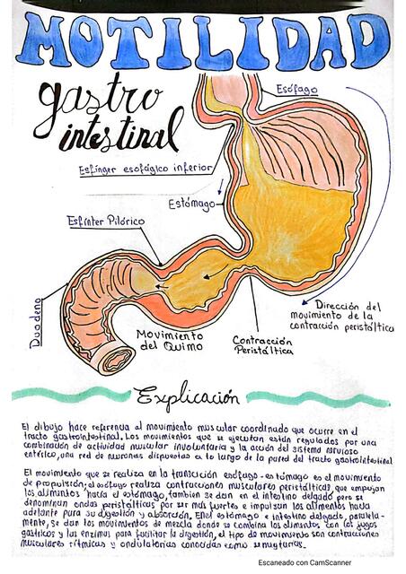 Motilidad del sistema gastrointestinal | Dentalgama.notes | uDocz