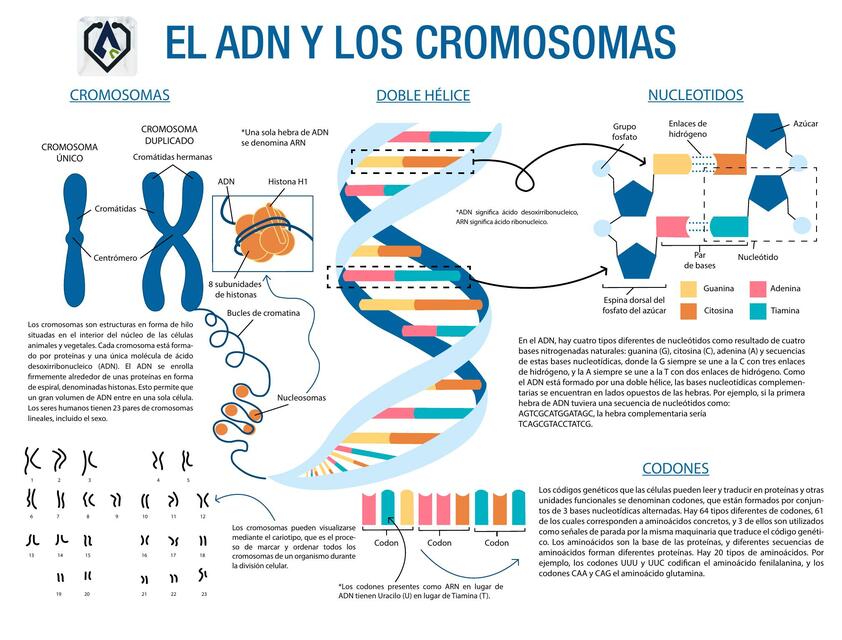 El ADN y los cromosomas | ALTRUUS | uDocz