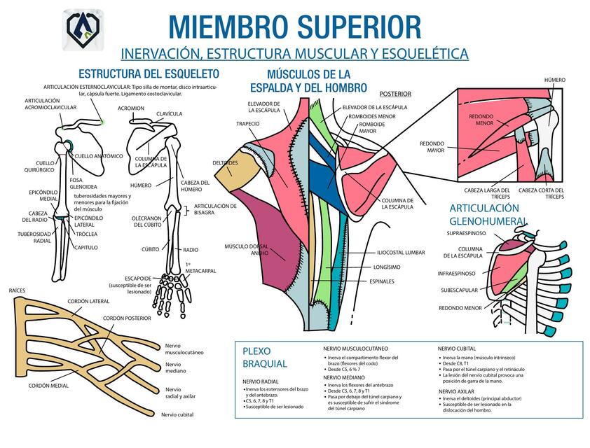 Miembro superior inervación estructura | ALTRUUS | uDocz
