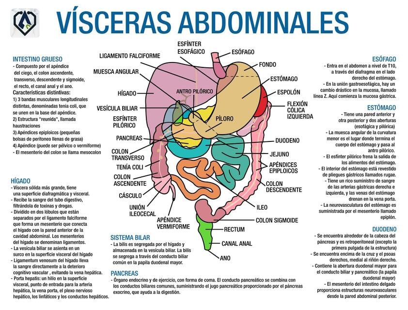 Flashcards de Vísceras abdominales | Por ALTRUUS | uDocz