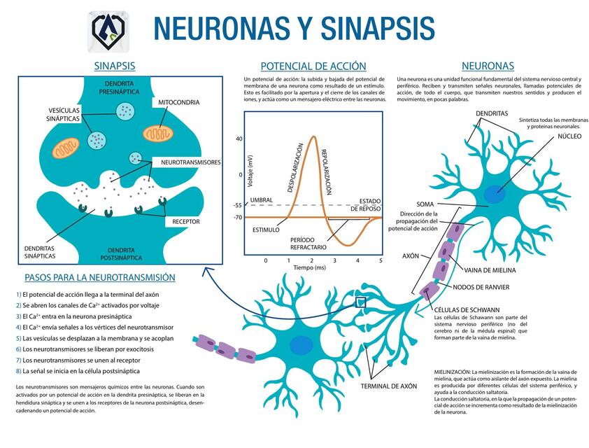 Neuronas y sinapsis | ALTRUUS | uDocz