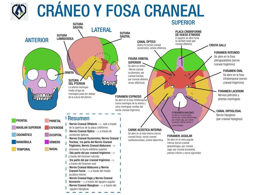 Cráneo y fosa craneal | ALTRUUS | uDocz