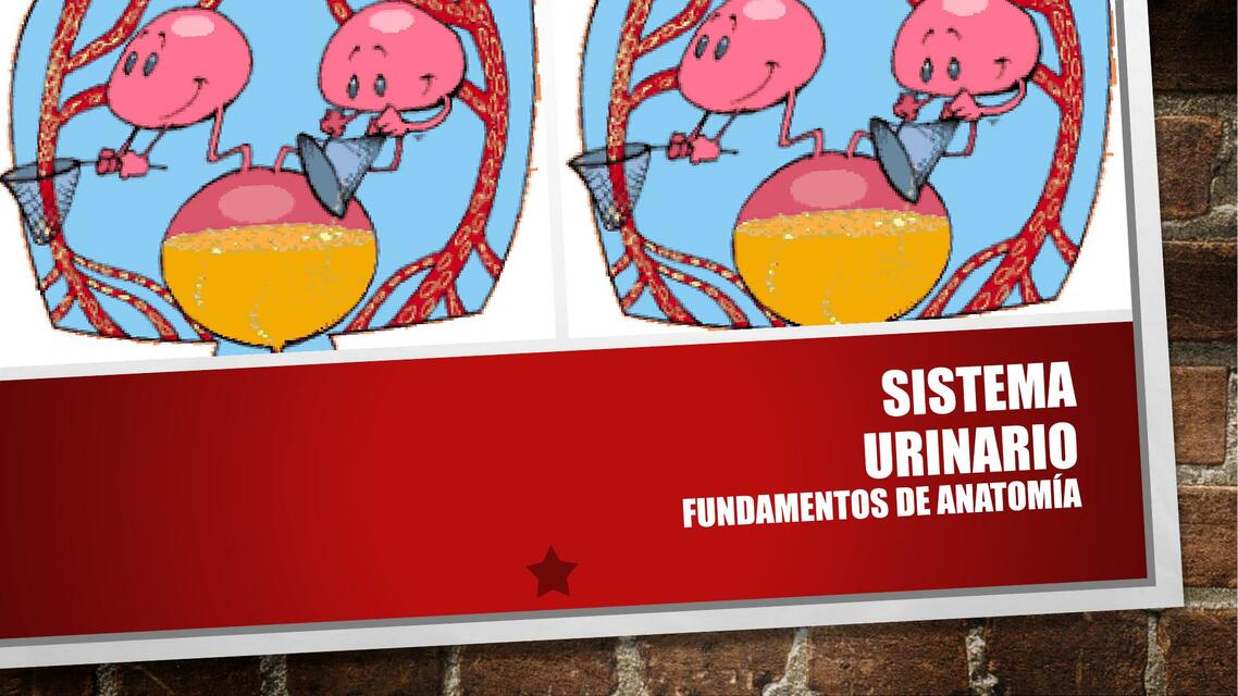 9 Sistema urinario Fundamentos | James Desir | uDocz