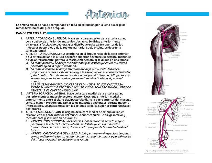 Arterias miembro superior | Danna Delgado | uDocz