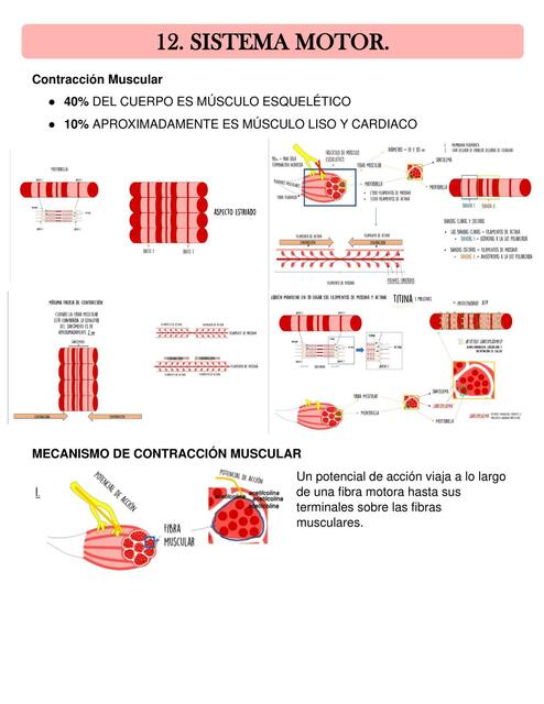 Sistema motor | Jose Francisco Rodriguez Rodriguez | uDocz