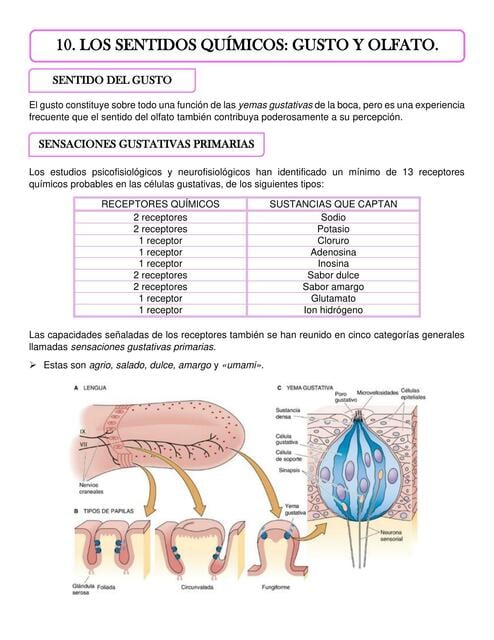 Fisiología | uDocz