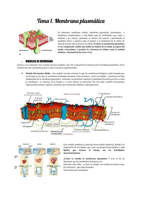 Membrana Celular Membrana Citoplasmtica O Plasmalema Estructura Y