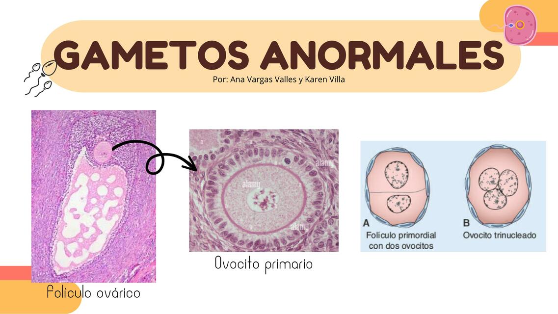EMBRIOLOGÍA | uDocz