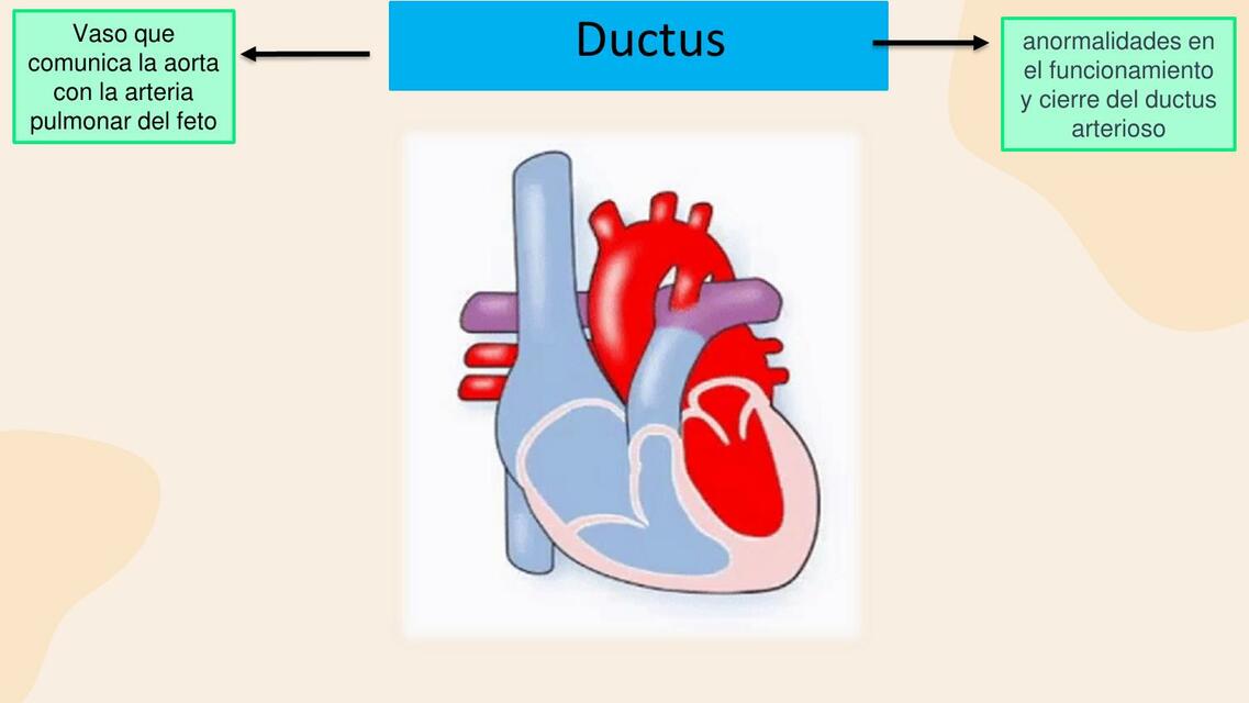 Ductus | Angie | uDocz