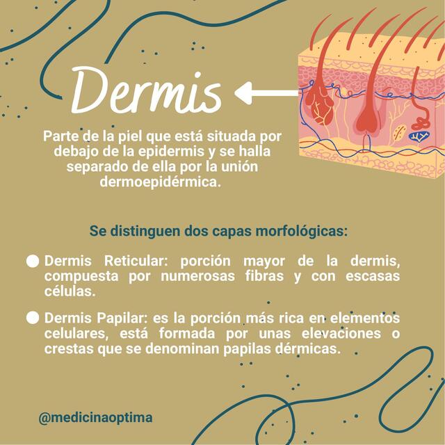 Dermis | Medicina Óptima | uDocz