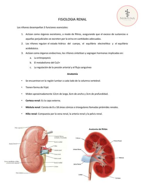 FISIOLOGIA RENAL | uDocz