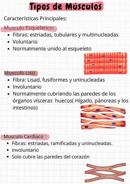 Tipos De Mùsculos | Sofia Lopez | uDocz