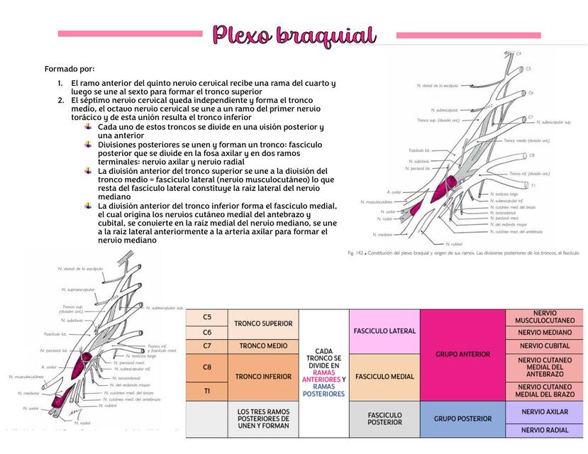 Plexo braquial | Danna Delgado | uDocz