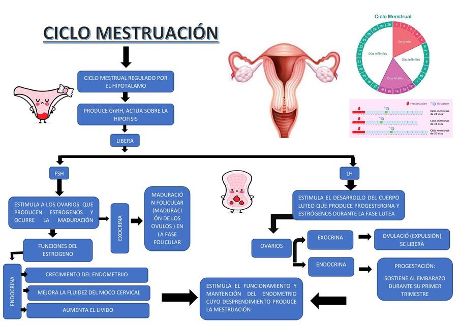 Ciclo menstrual | Gaby Yhadira Tarrillo Gonzales | uDocz