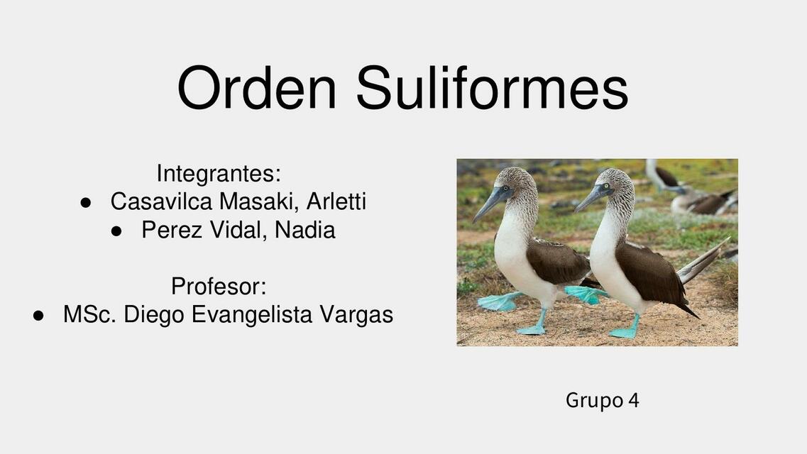 Suliformes | ARLETTI VERONICA CASAVILCA MASAKI | uDocz