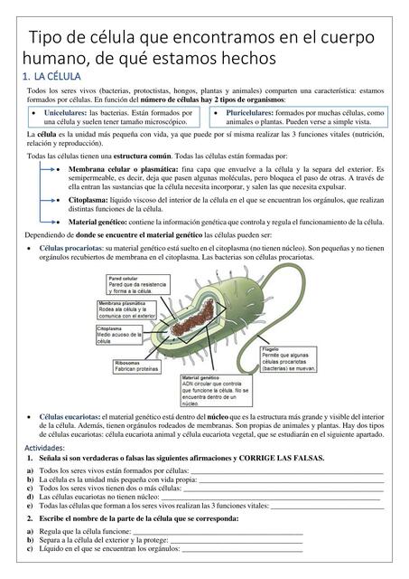 Tipo de célula que encontramos en el cuerpo humano, de qué estamos ...