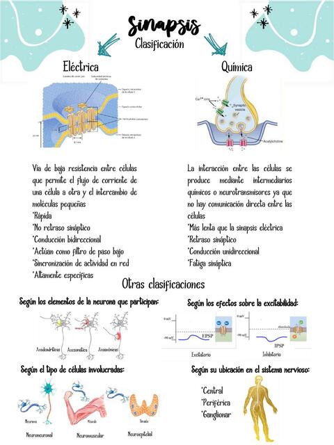 Resumen de sinapsis | Fisiomed023 | uDocz
