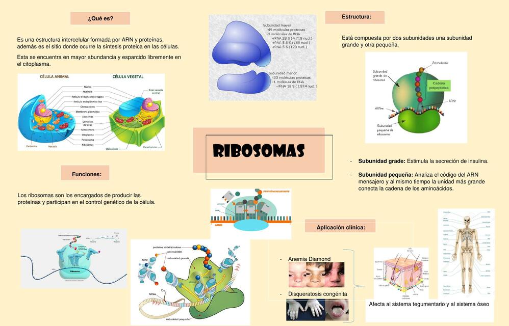 Ribosomas | Rubi Vazquez Padilla | uDocz