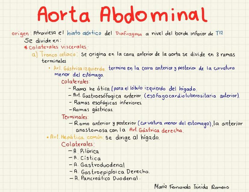 Aorta Abdominal | Medmafer_Study | uDocz