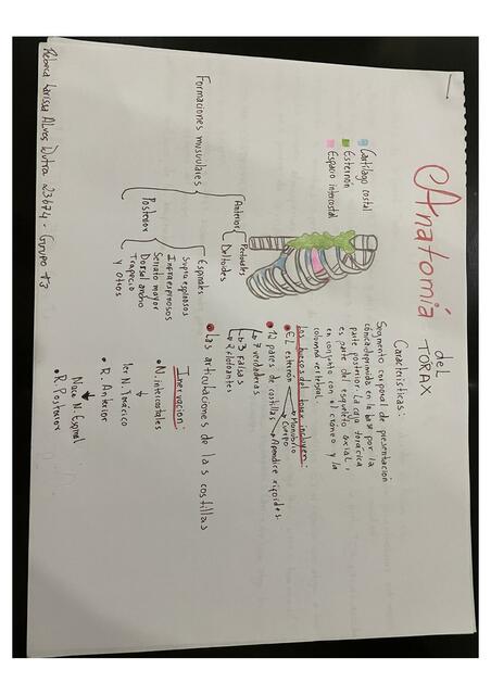 Anatomía y Fisiología del Tórax | Rebeca Dutra | uDocz
