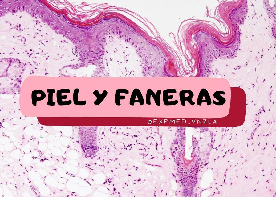 Histología de Piel y Faneras - Flashcards | Experiencia Médica | uDocz