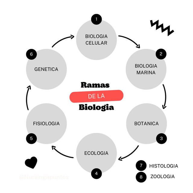 Ramas de la biologia | nursing apuntes | uDocz