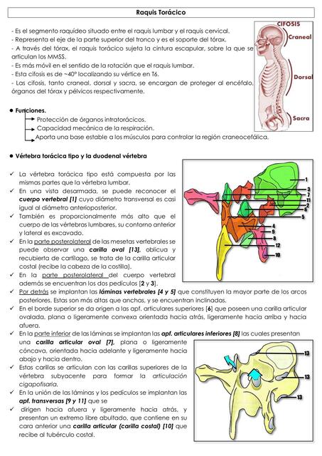 Raquis Torácico | Josefina Ortellado | uDocz