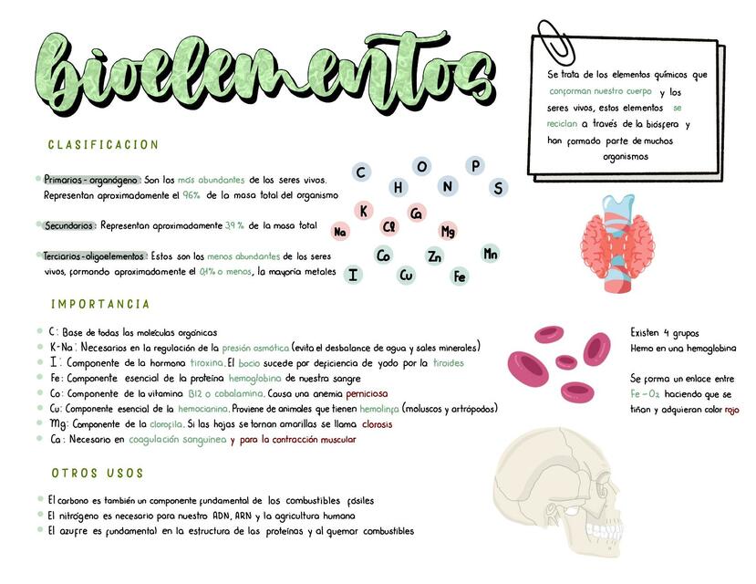 Bioelementos | cammiau_ | uDocz
