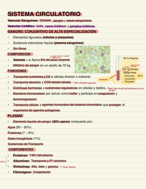 Flashcards de Sistema Circulatorio | Por Javiera Vargas | uDocz