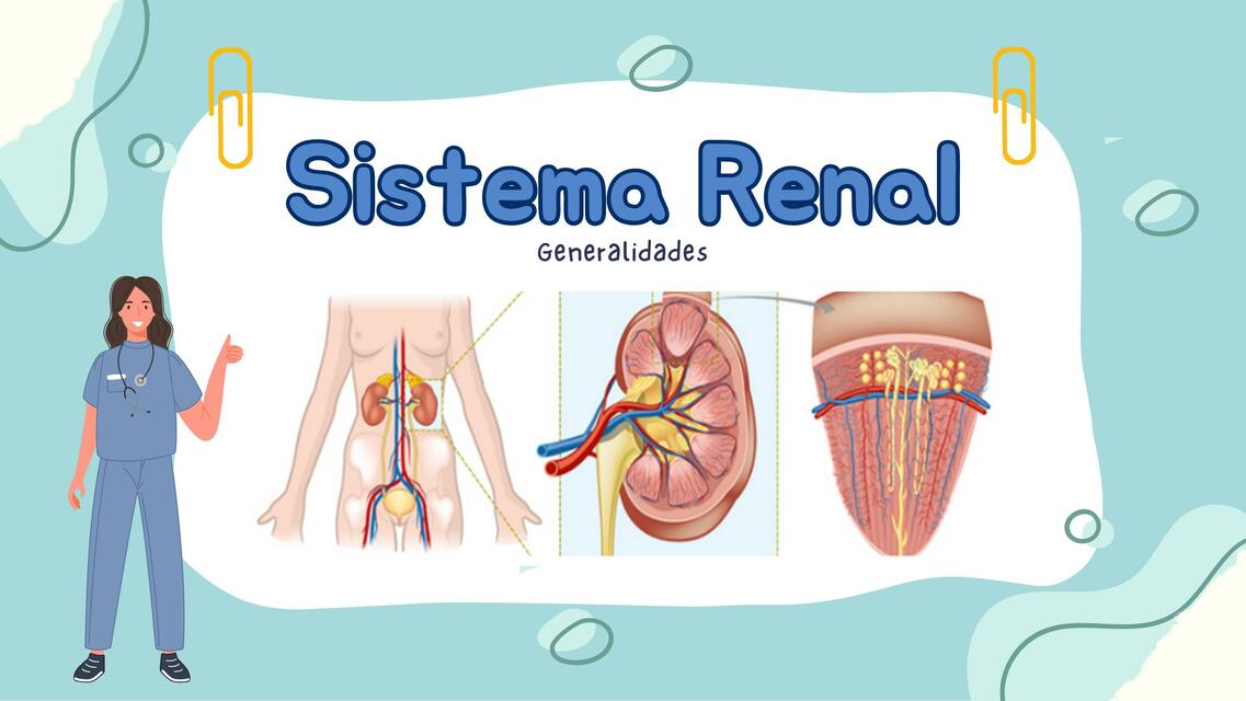 Sistema Renal | josenia Rodriguez | uDocz