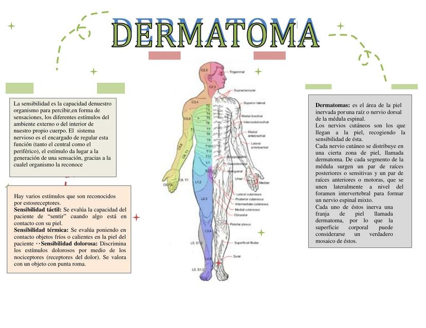 Dermatoma | teresa glez | uDocz