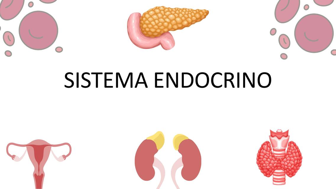 Sistema endocrino | Rewaan Garcia | uDocz