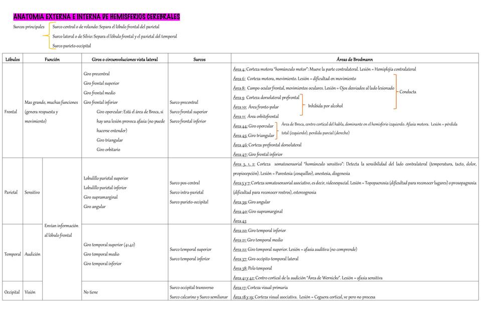 ANATOMÍA EXTERNA E INTERNA DE HEMISFERIOS CEREBRA | Michelle Rodriguez ...