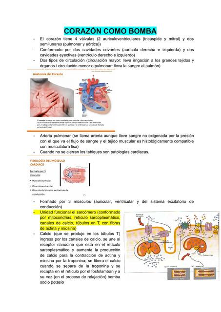 Corazón como bomba | Dra Monito | uDocz