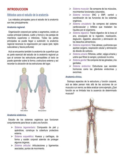 Anatomía | uDocz