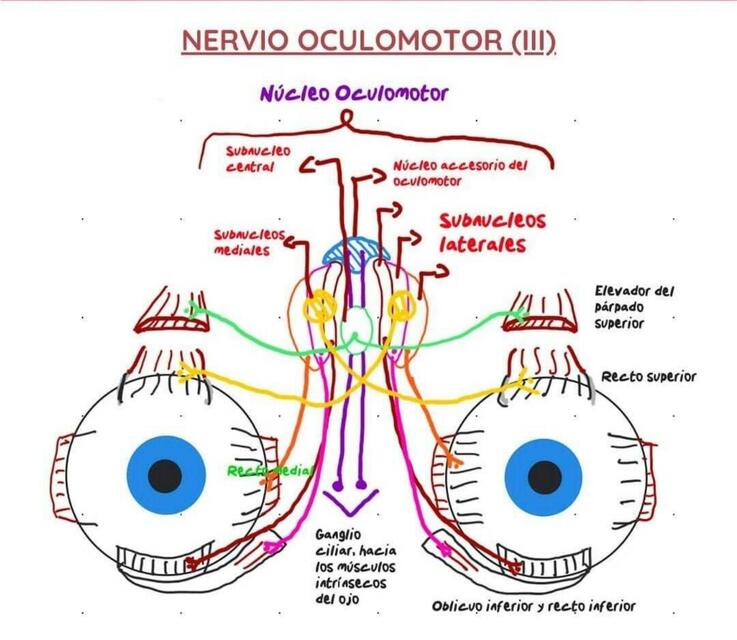Nervio Oculomotor | Carlos Valdez. | uDocz