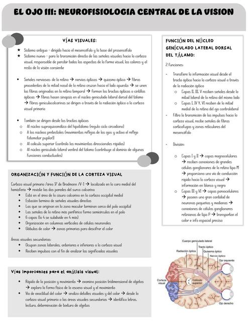 CAP 52 GUYTON FISIOLOGÍA EL OJO III NEUROFISIOLOGÍA | Anidaly_ | uDocz