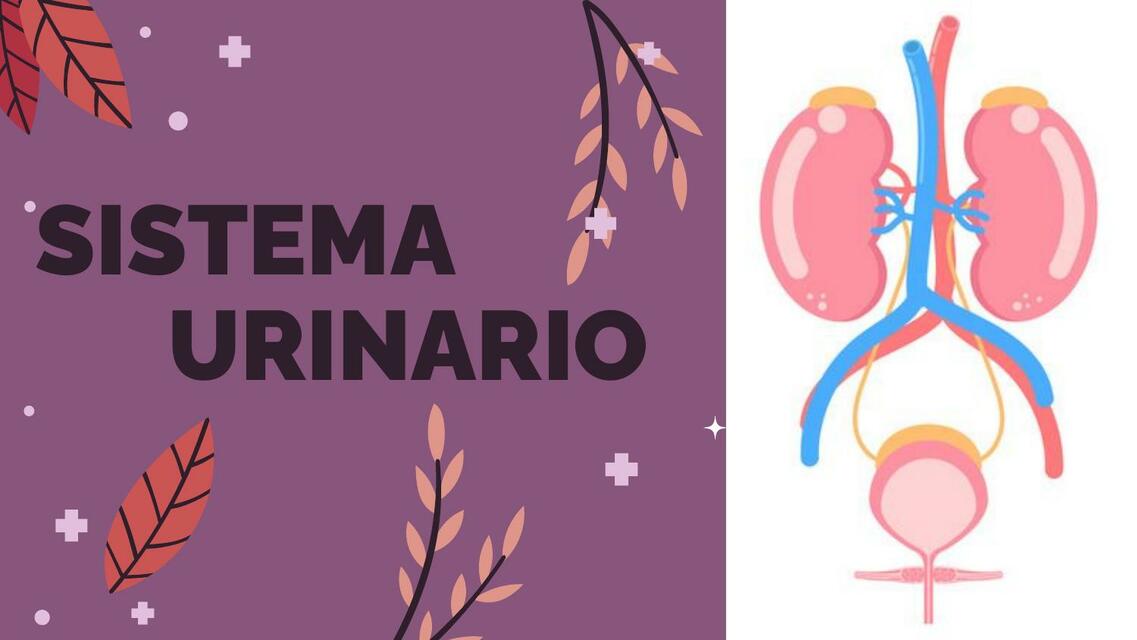 Sistema urinario riñones | Existence Med | uDocz