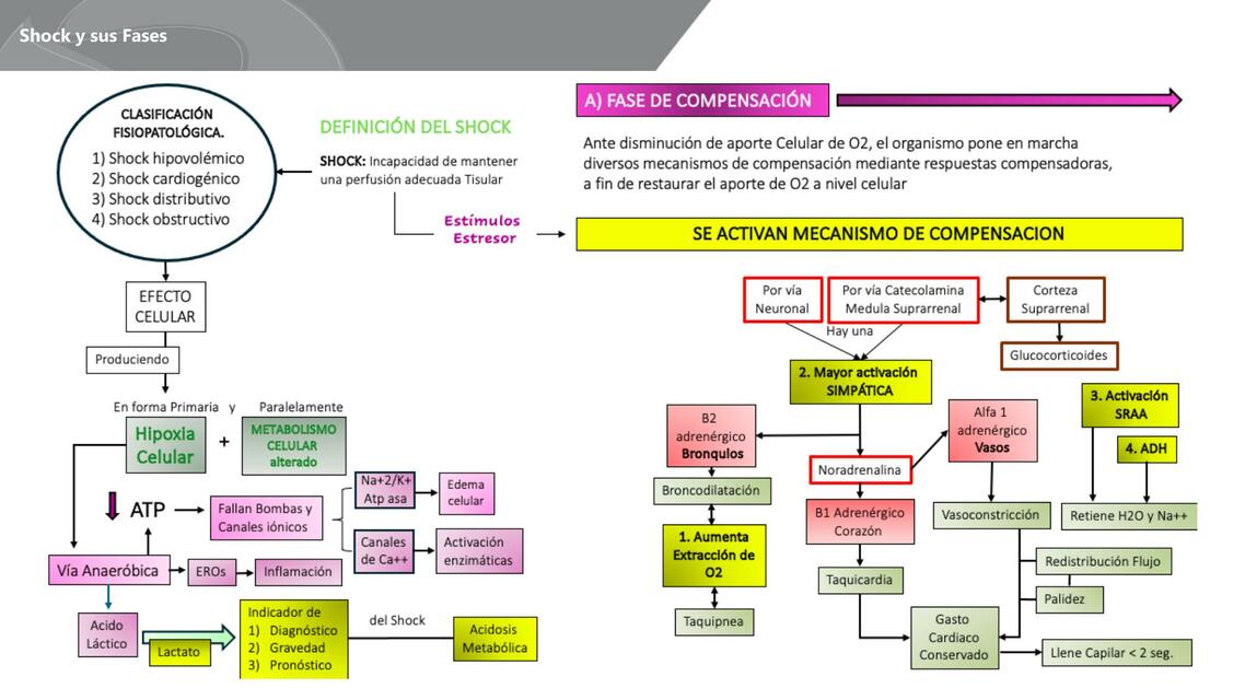 Etapas del Shock | Nayareth Pizarro Contreras | uDocz