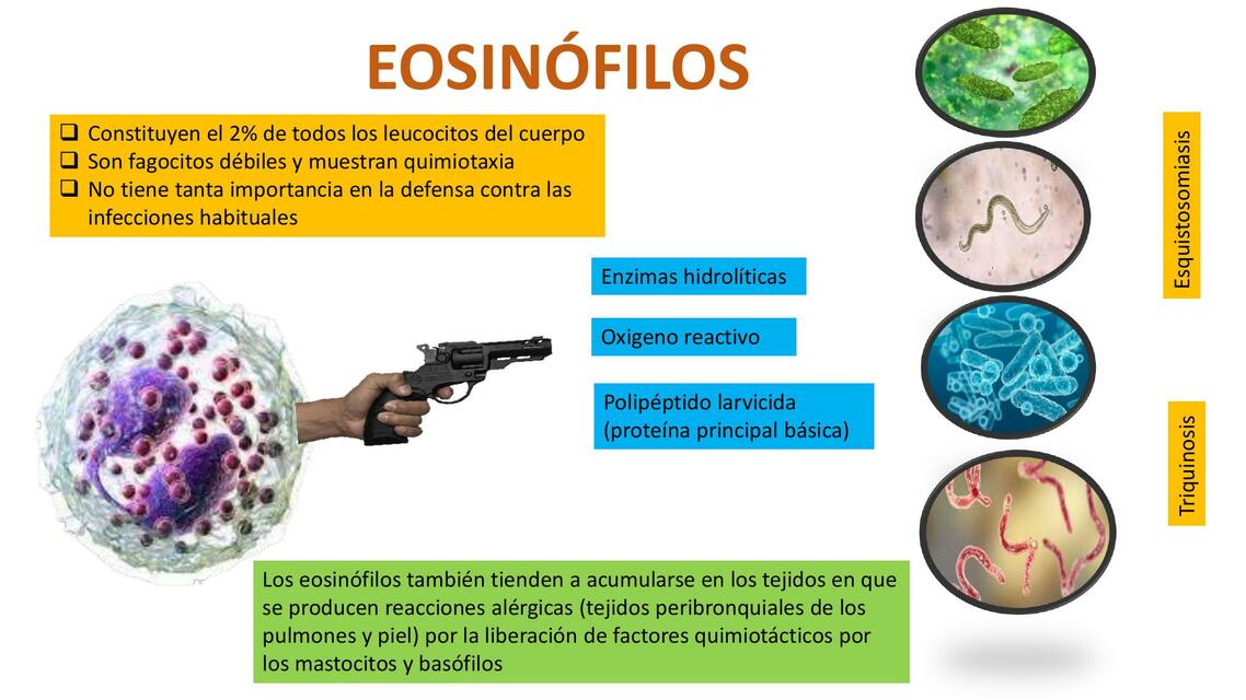 Flashcards de Eosinófilos | Por Ivan Gutiérrez | uDocz