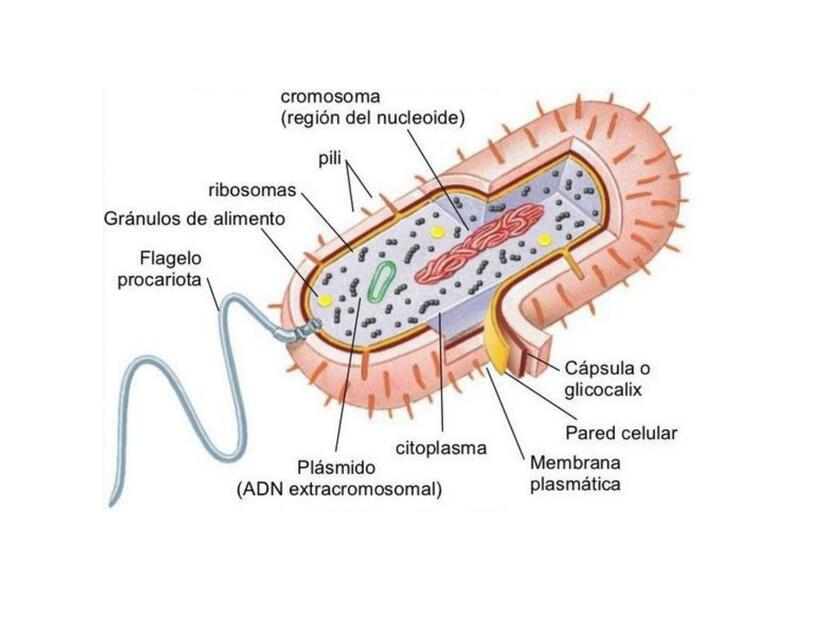 Células | Fer | uDocz